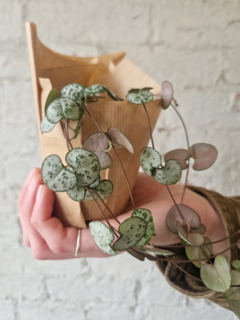 String of Hearts - Bright Blooms Shaftesbury - Bouquets, Wedding ...
